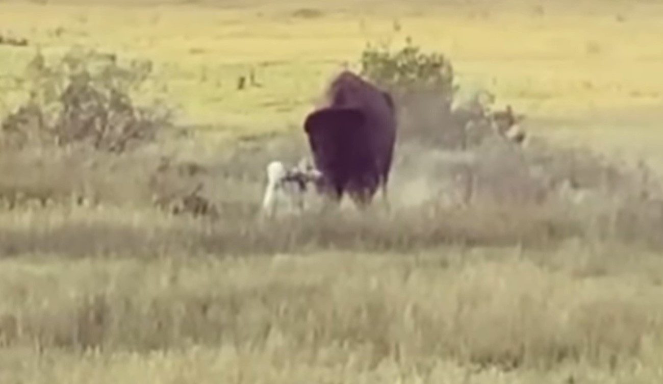 Off-Leash Husky Nearly Gets Run Over By Charging Bison At Grand Teton ...
