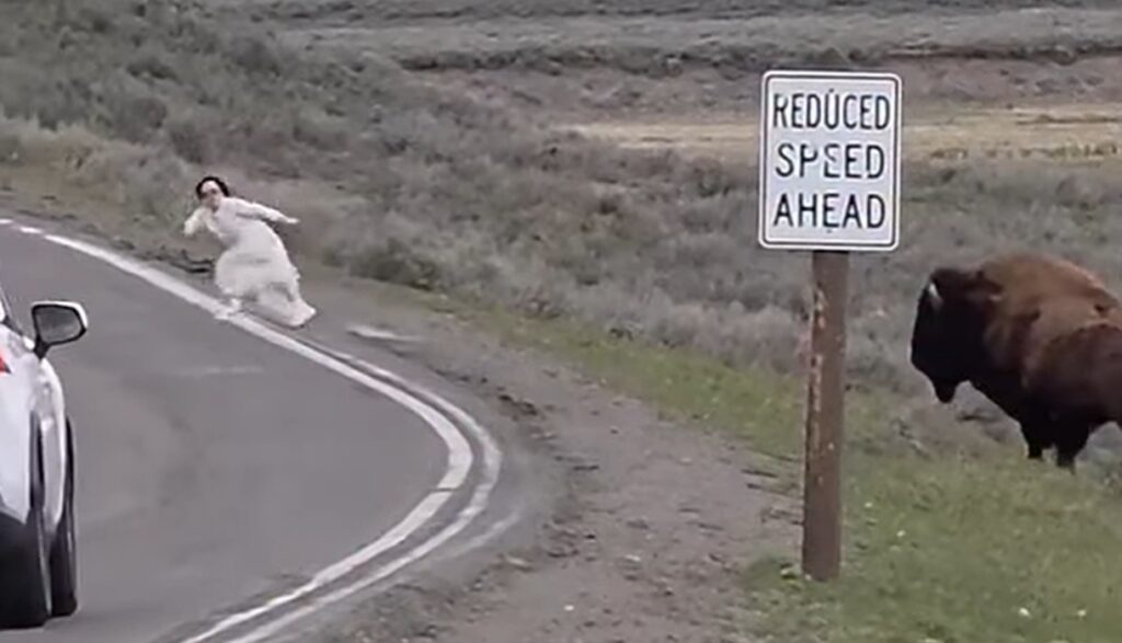 Woman Faceplants Running Away From Bison In Yellowstone National Park ...