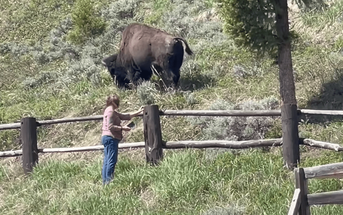 Woman Fearfully Tip Toes Around Bison At Yellowstone National Park ...