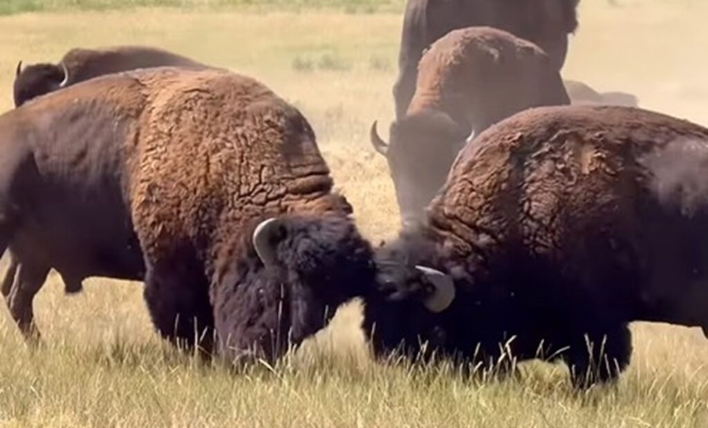Watch Two Massive Bison Bulls Go Head-To-Head In Colorado | Whiskey Riff