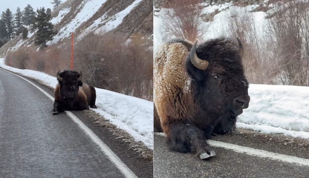 Unbothered Bison Gives Major Side-Eye On The Side Of The Road In ...