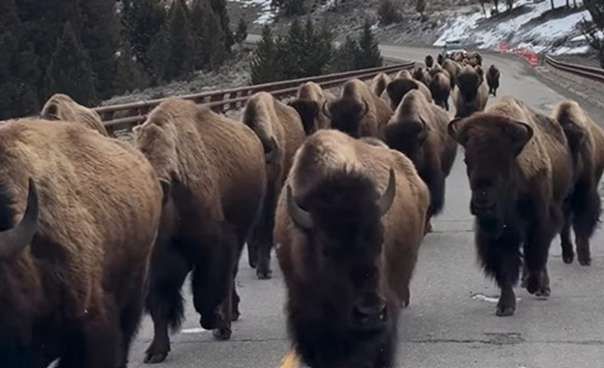 Bison Herd Creates Traffic Jam As They Utilize Bridge At Yellowstone ...