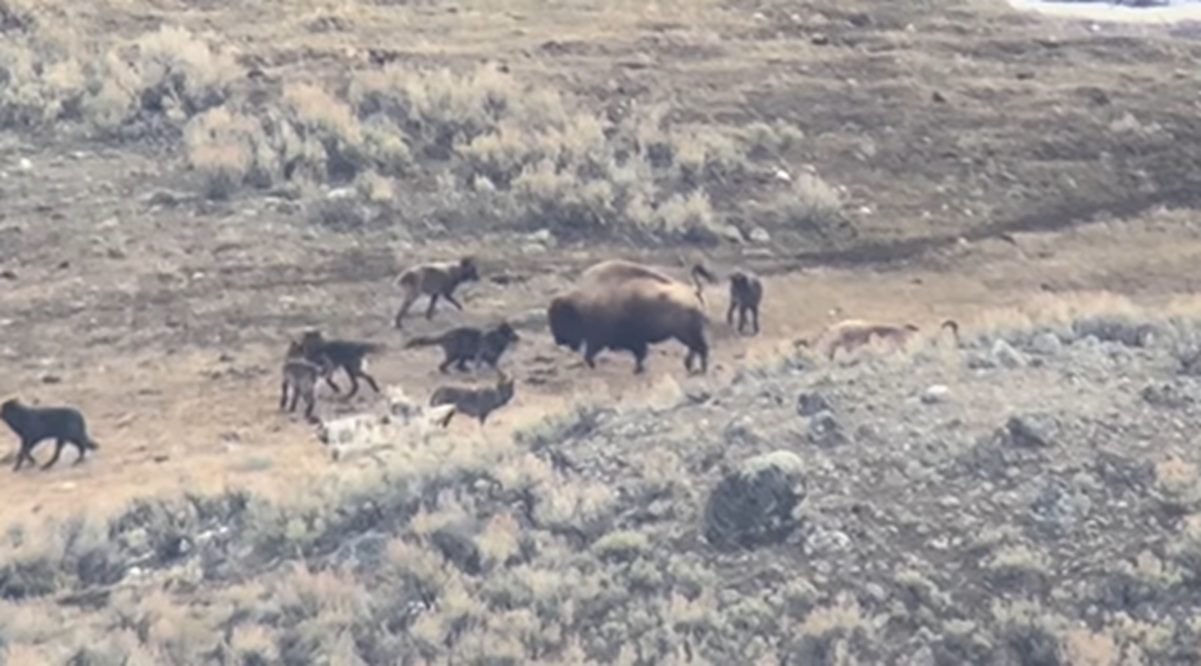 Bison Gets Reinforcements After Being Surrounded By A Pack Of Wolves In ...