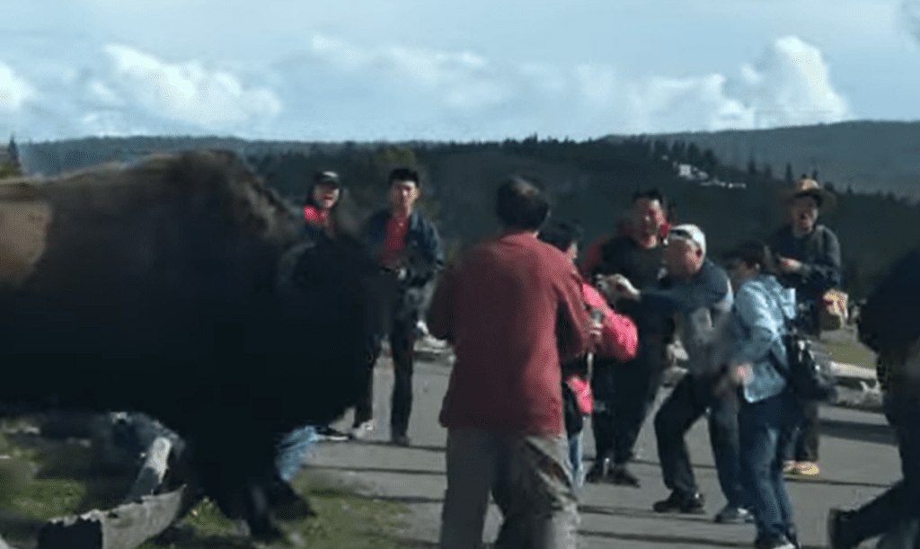 Bison Sends Selfie-Taking Tourists Running For Their Lives In ...