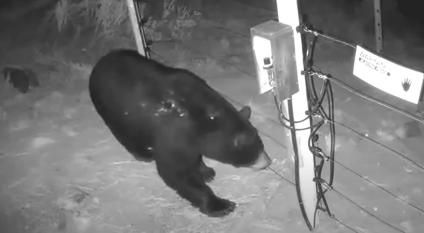 Black Bear Shocked To Find Out What Electric Fence Surrounding Beehives ...