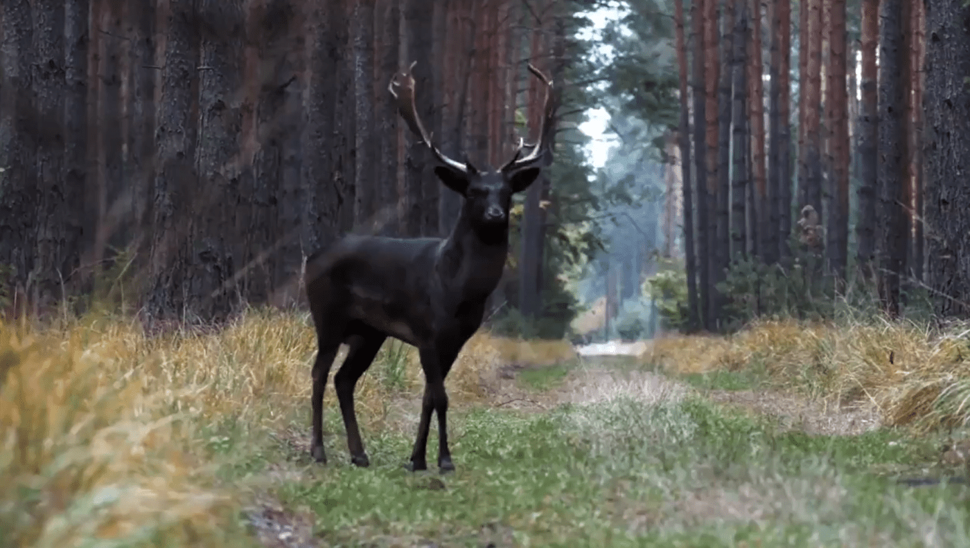 Rare All-Black Fallow Deer Looks Like Something Out Of A Sci-Fi Movie ...
