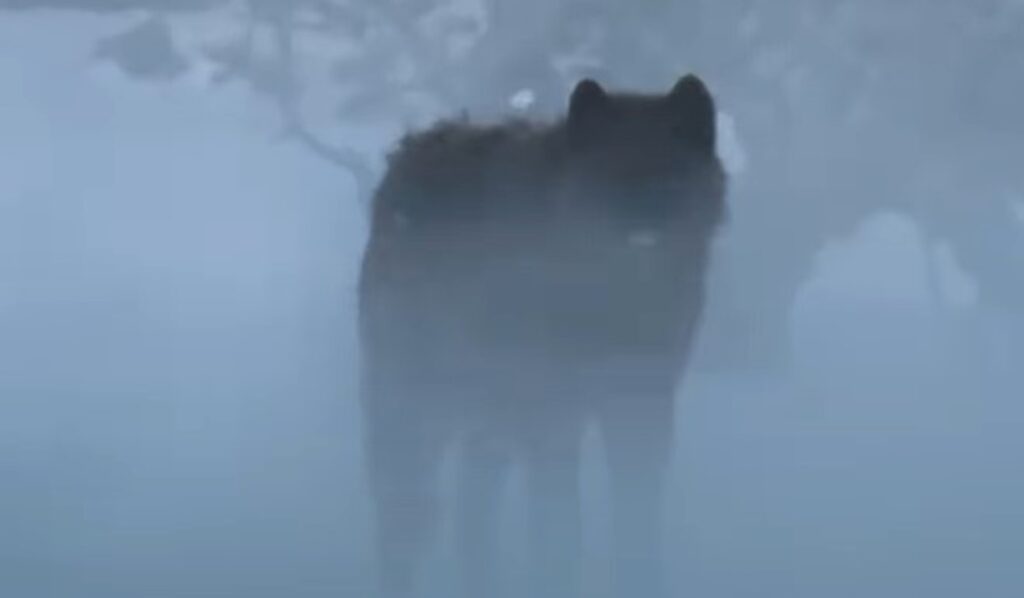 Yellowstone Guide Captures Bone-Chilling Footage Of All-Black Wolf ...