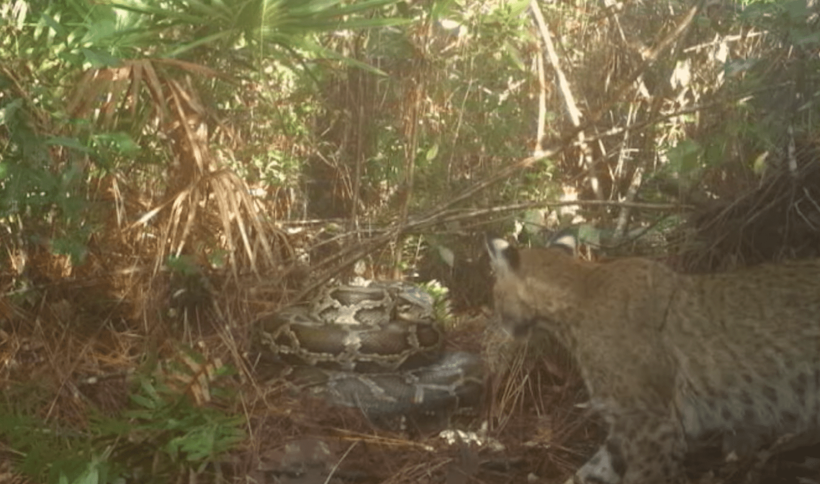 Bobcat Raids Python Nest & Comes Face-To-Face With The Big Snake In ...