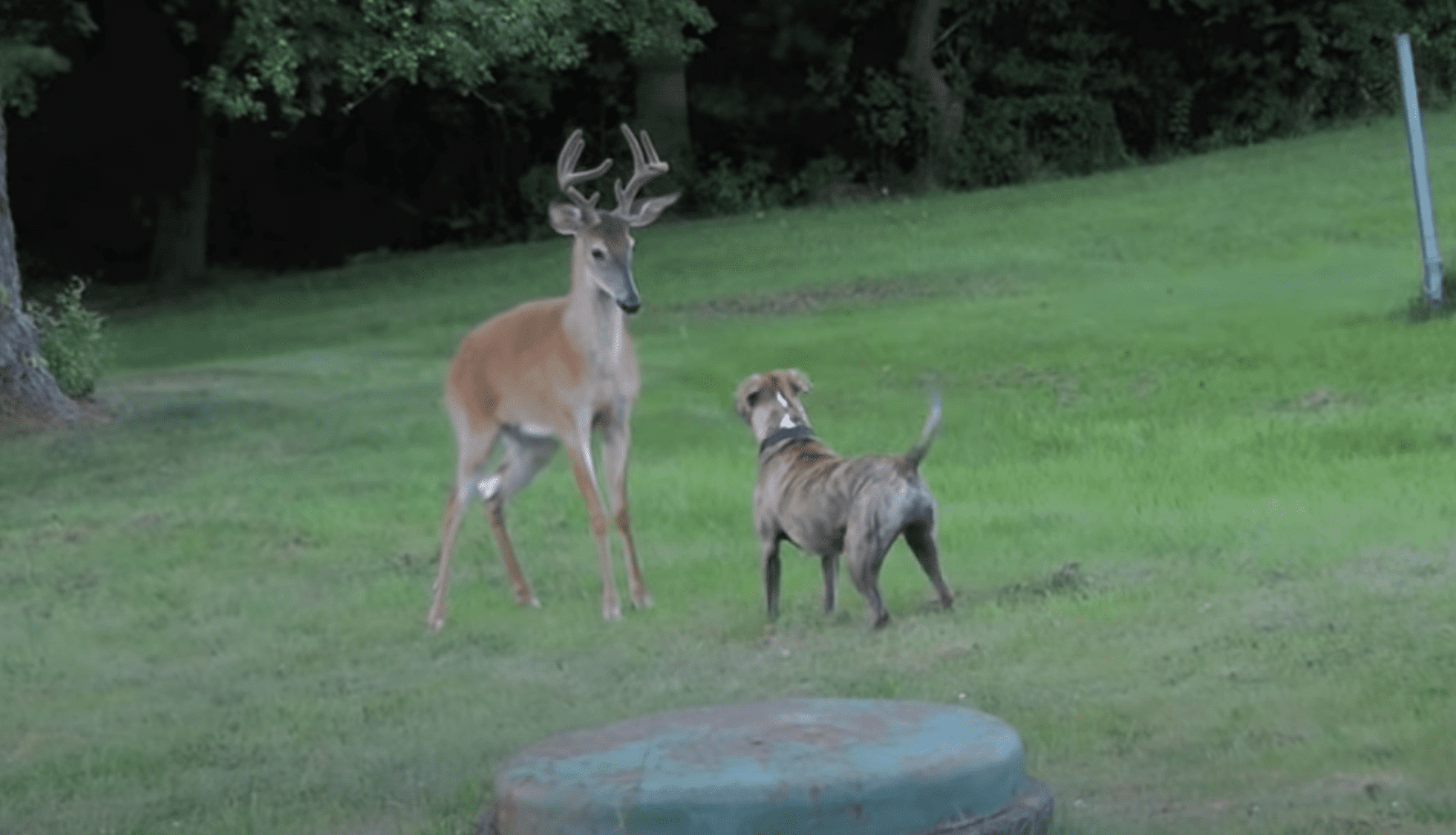 Stocky Pitbull Named “Bosco” Tries To Play With Defensive Young Buck In ...
