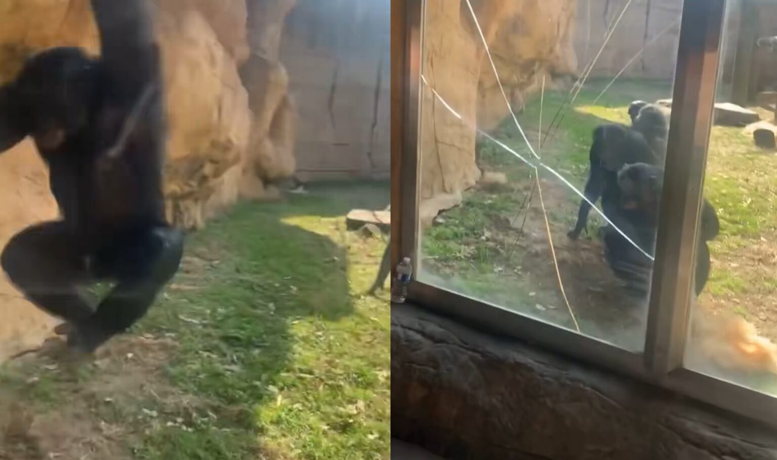 WATCH: Memphis Zoo Says Visitors Taunted Ape Who Smashed The Glass Of ...