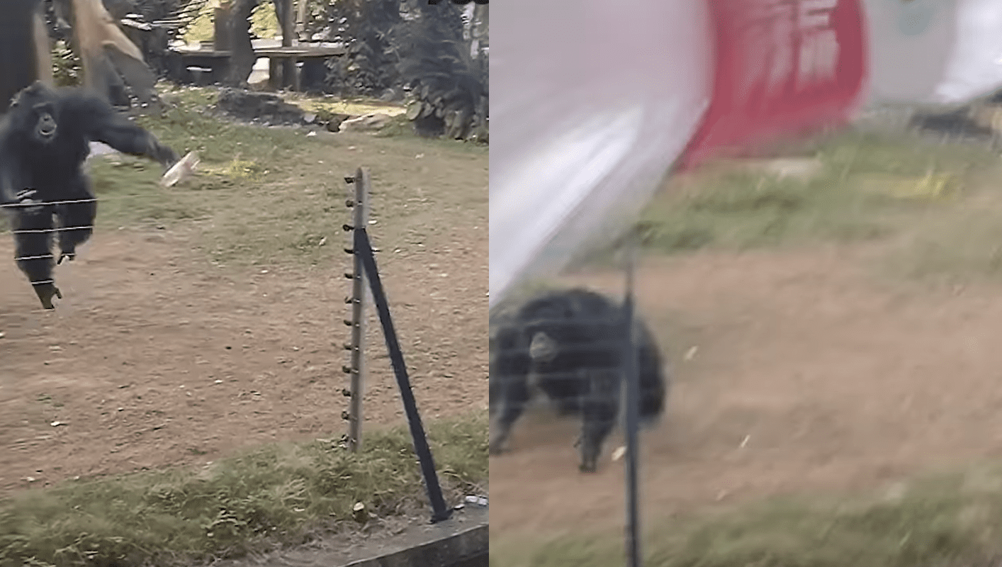 Chimpanzee Drills Woman With Water Bottle After She Threw It In His ...