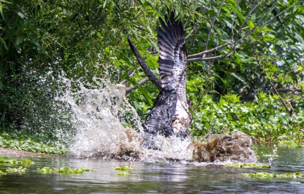 Bald Eagle Barely Escapes The Jaws Of Attacking Alligator | Whiskey Riff