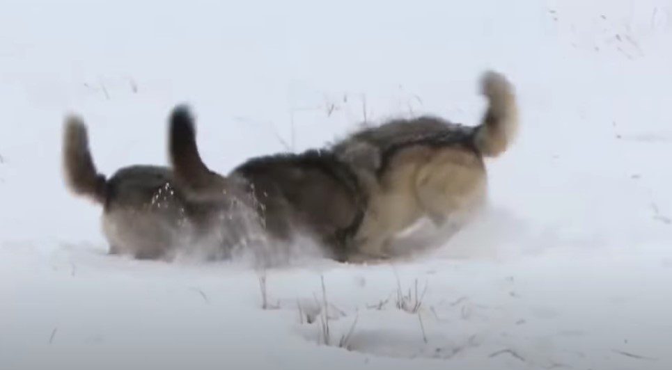 Yellowstone National Park: Coyote Tries To Snag A Bite From Bison ...