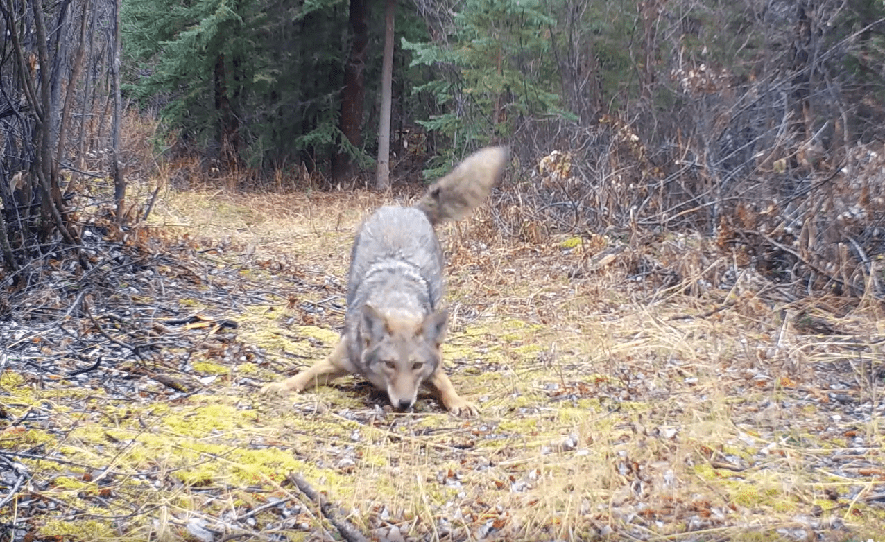 Coyote Loses Its Mind When It Comes Across A Trail Camera Out In The ...