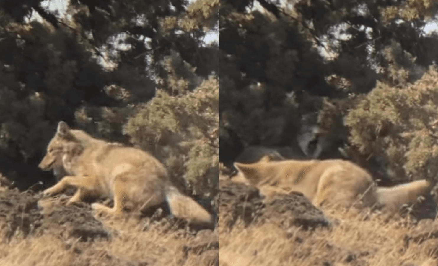 Oregon Hunter Drops Two Coyotes With One Perfectly Placed Shot ...
