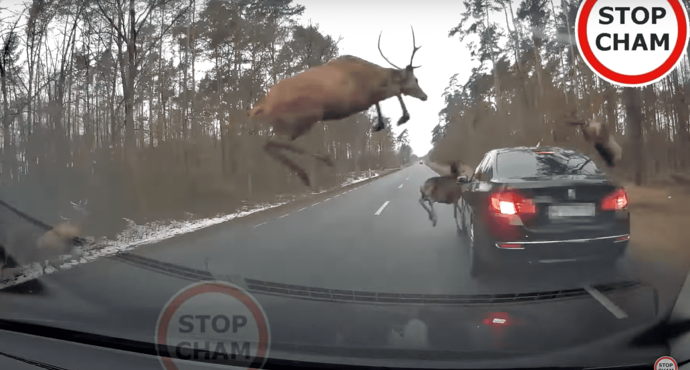 Parade Of Deer Jump Across Busy Highway & On Top Of A BMW | Whiskey Riff