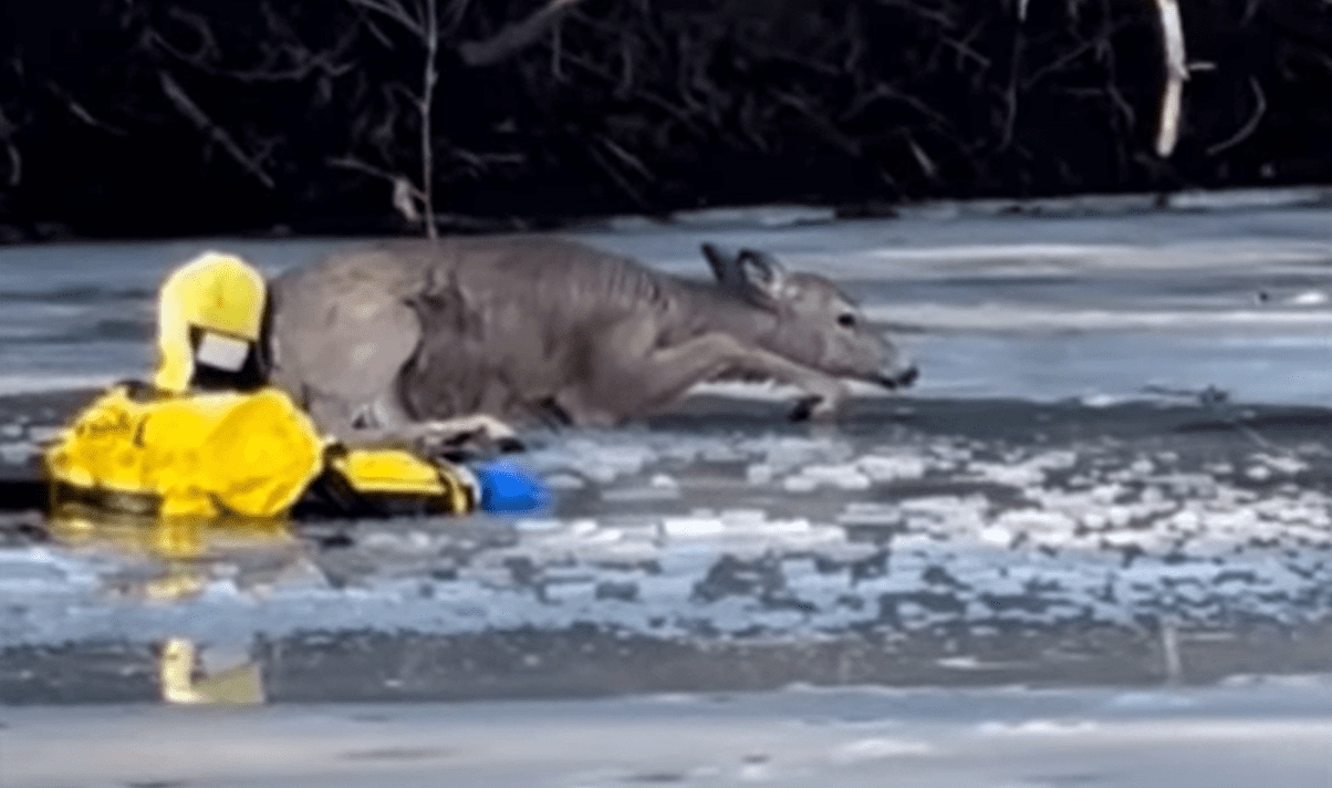 Minnesota Fire Department Rescues Deer That Fell Through The Ice ...