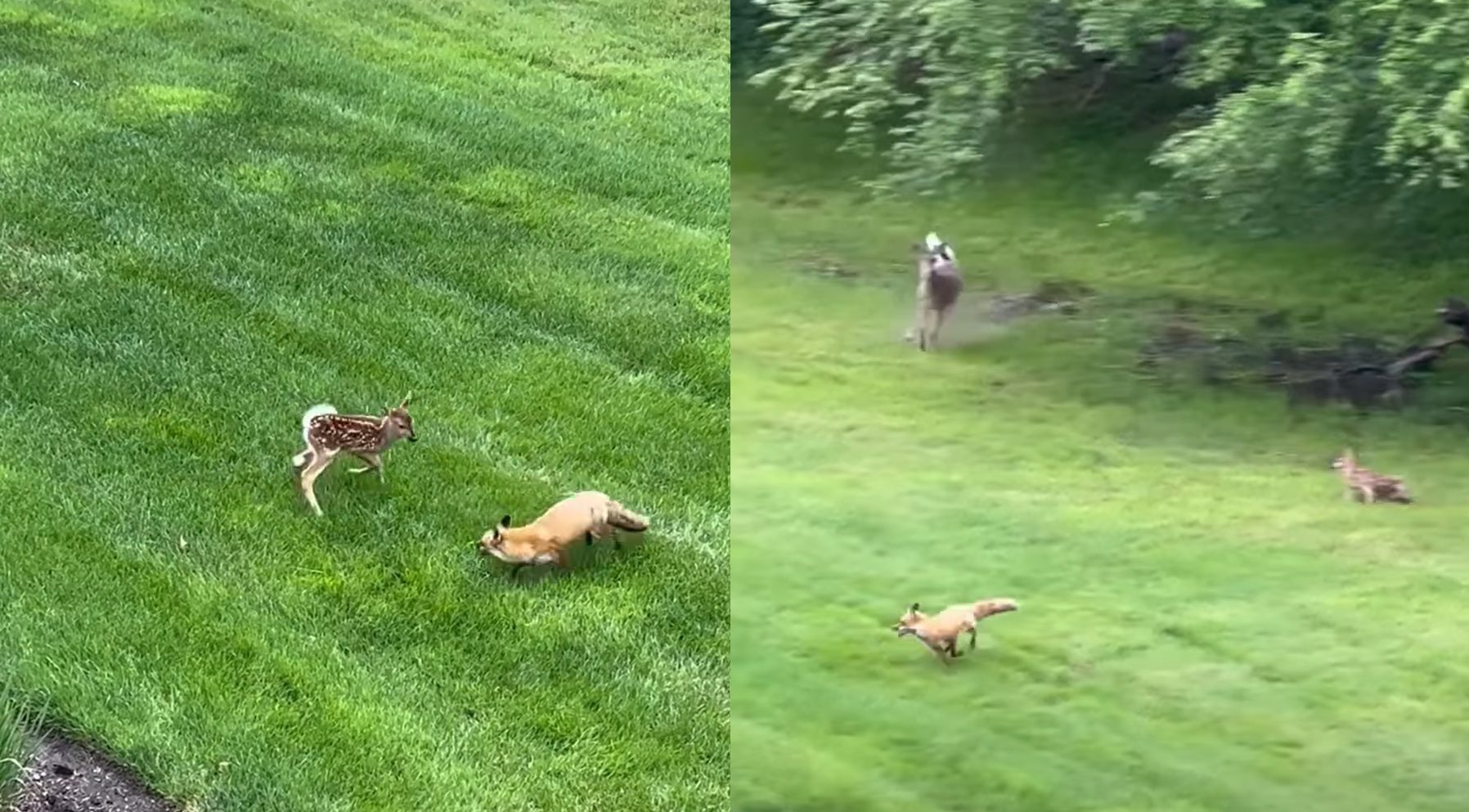 Mama Deer Comes To The Rescue When Fawn Gets Tangled Up With A Fox ...