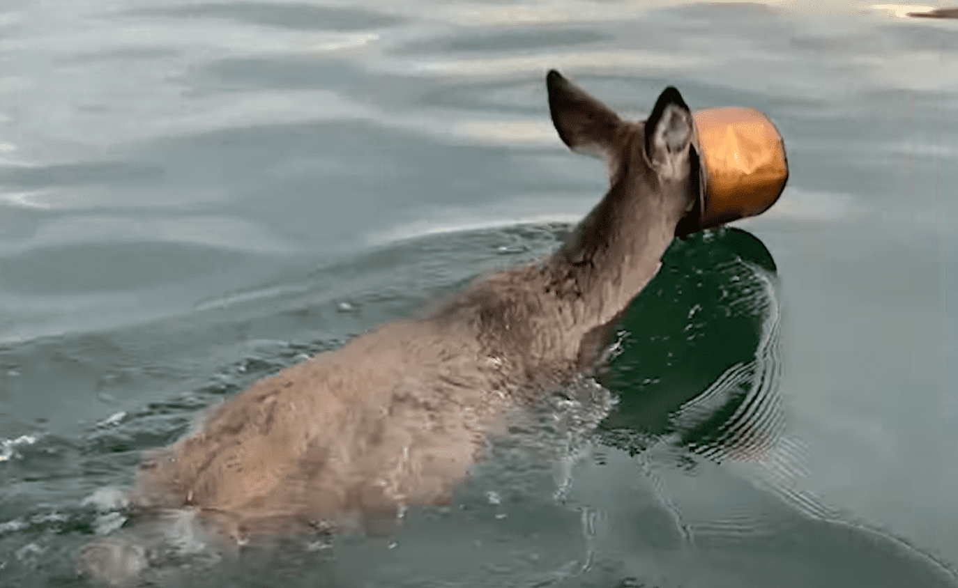 New York Man Braves Cold Waters To Save Deer Swimming With Paint Bucket ...