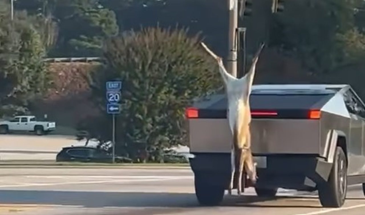 Tesla Cybertruck Owner Roasted For Parading Around Deer Carcass ...