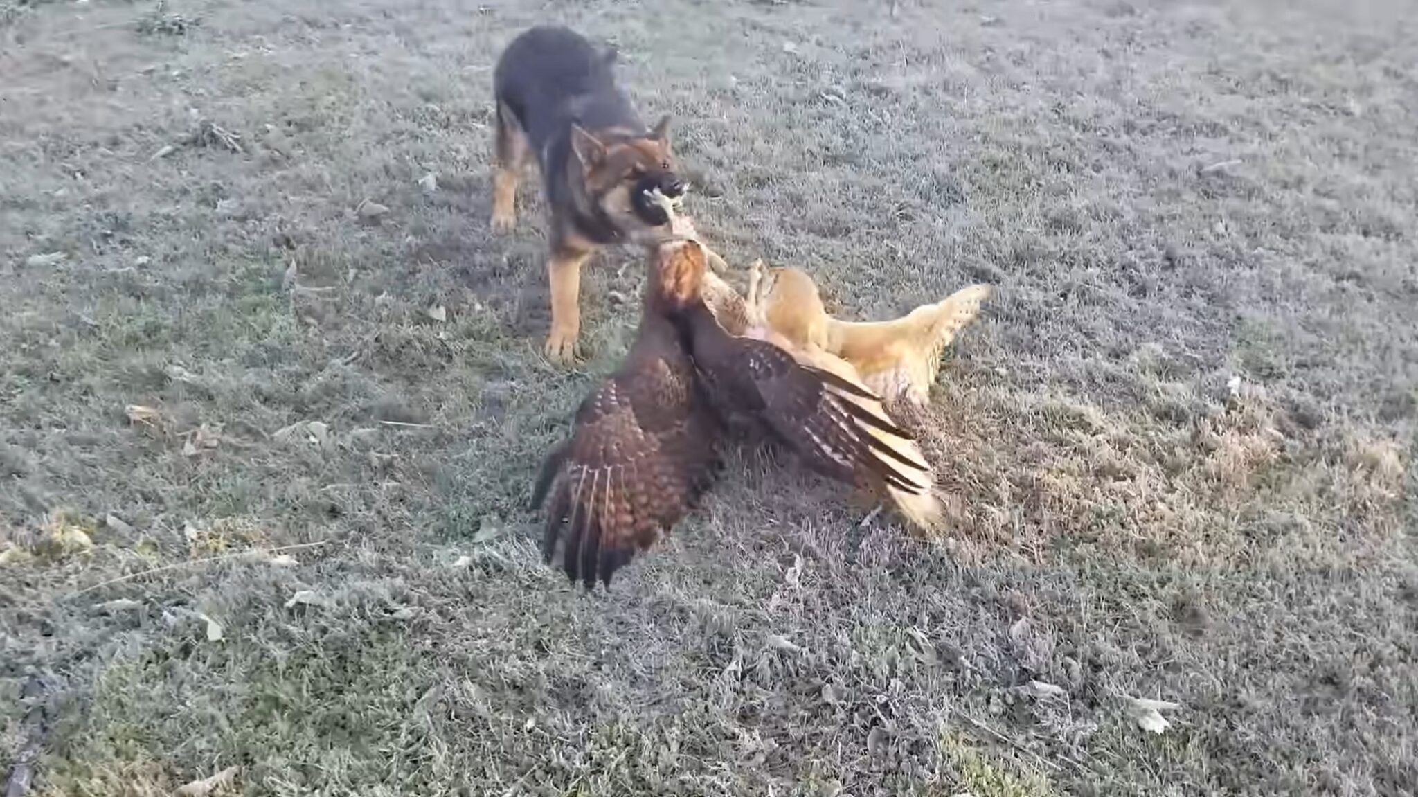 Curious Pup Tries To Come Between A Hawk & A Barn Owl… Immediately ...