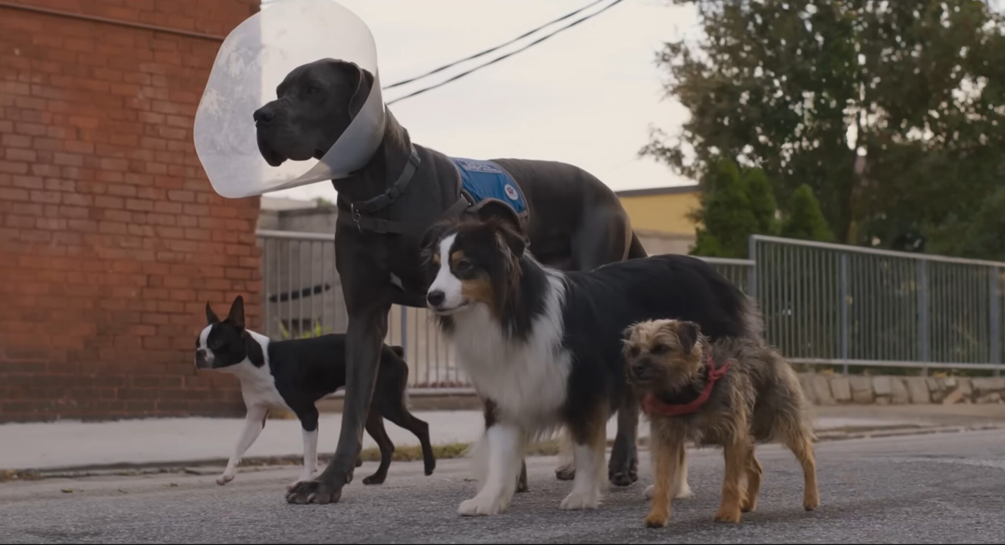 Will Ferrell Voices A Dog In Upcoming Movie “Strays” Which Is Being ...