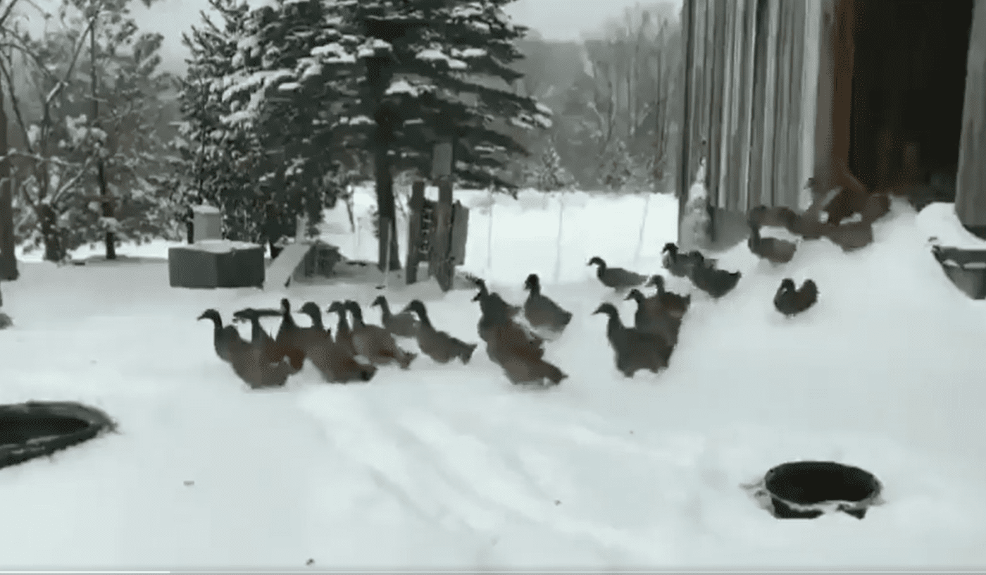 Flock Of Ducks Waddle Out Into The Snow & Then Immediately Change Their ...