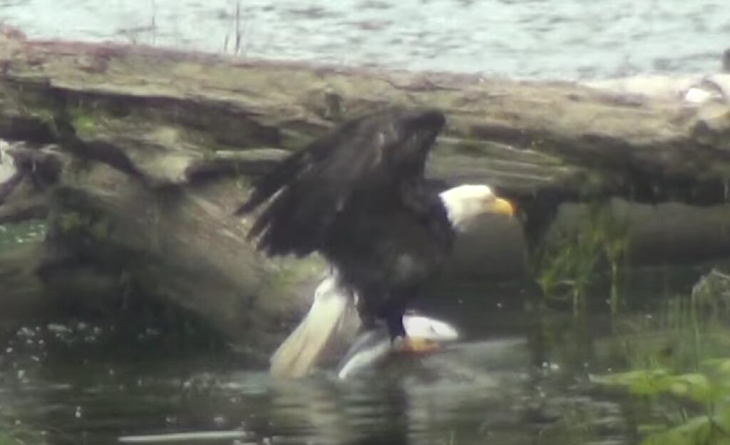 Olympic National Park Bald Eagle Catches A Fish So Big He Can’t Even ...
