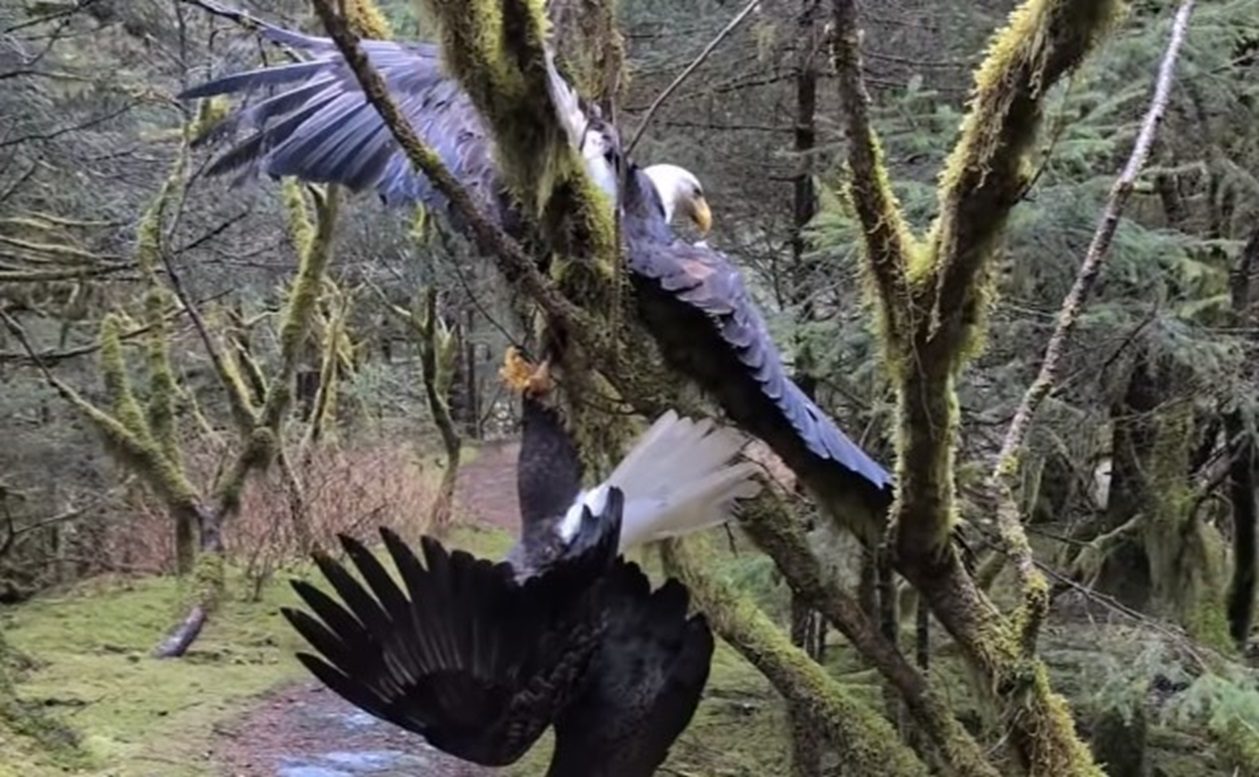 Hiker Stumbles Across Two Bald Eagles Tangled Up In A Tree | Whiskey Riff