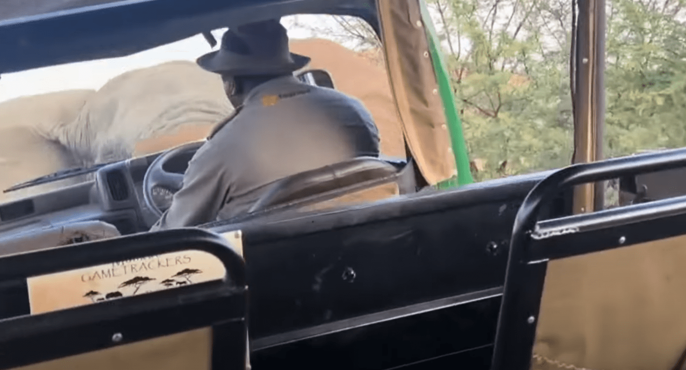 Elephant Lifts Up Entire Safari Tour Truck In Absolutely Terrifying ...
