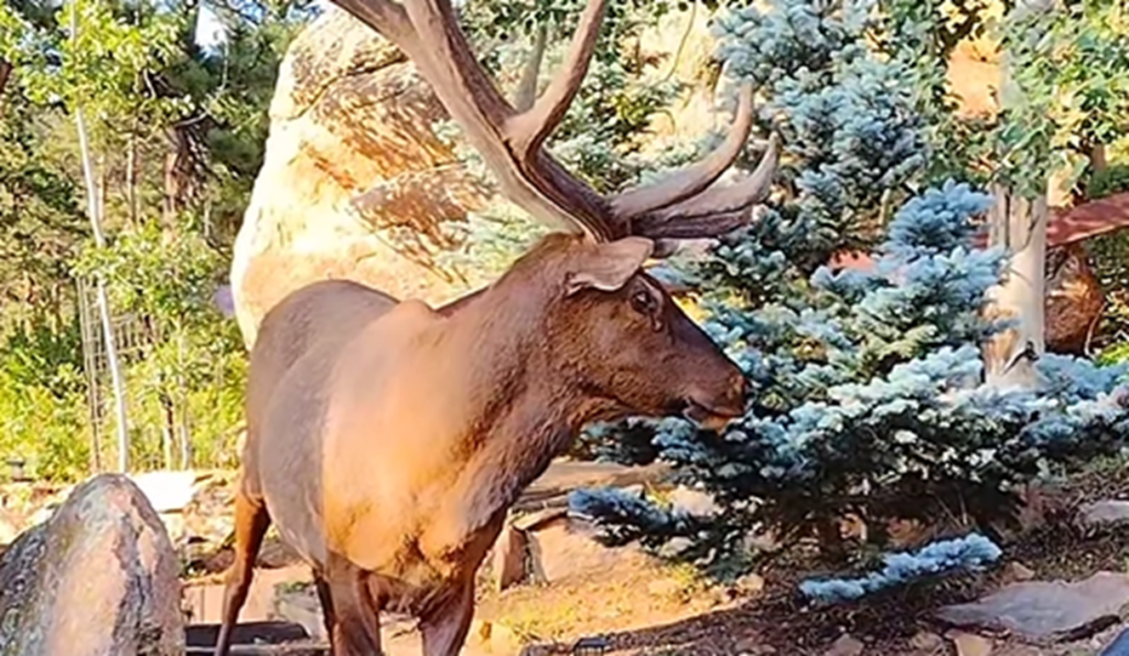 Bull Elk Takes The Stairs & Comes Face To Face With Parked Car In ...