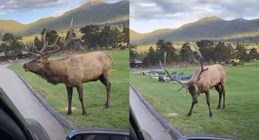 “BACK UP, JACK!”: Family Nearly Gets Their Car Smashed By Bull Elk At ...