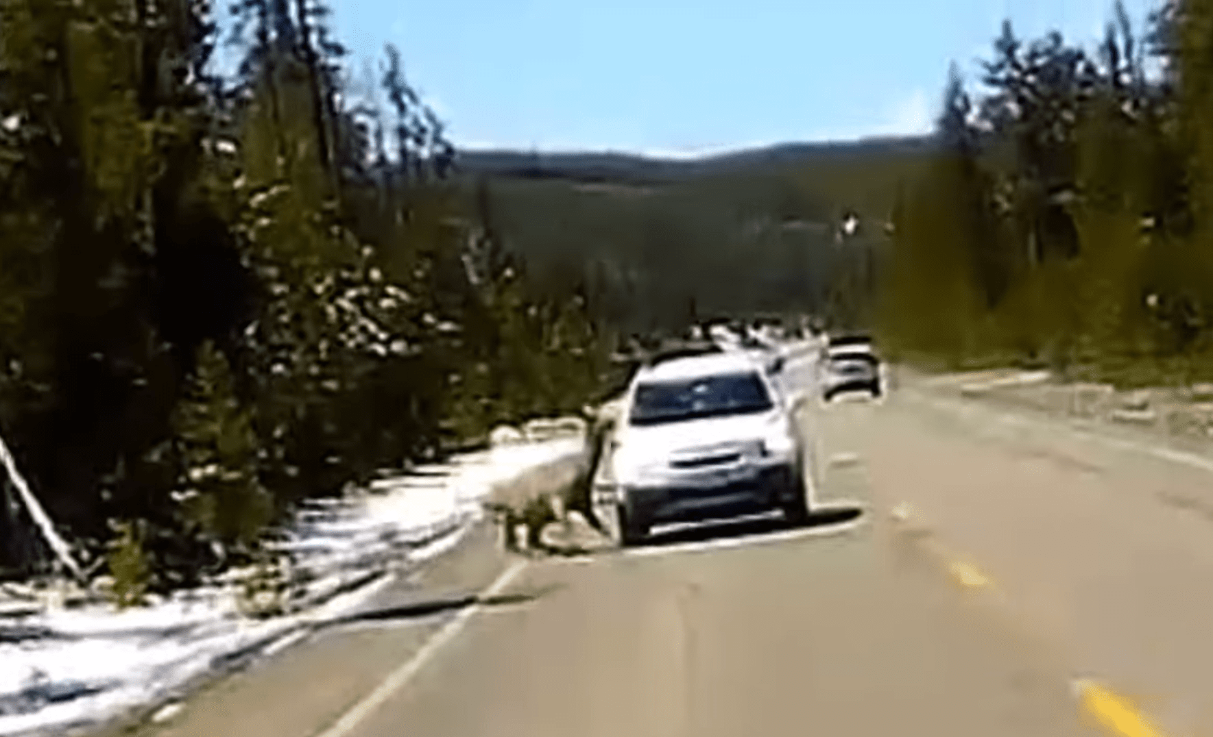 Incredible Video Captures Elk Slamming Into Car While Trying To Escape ...