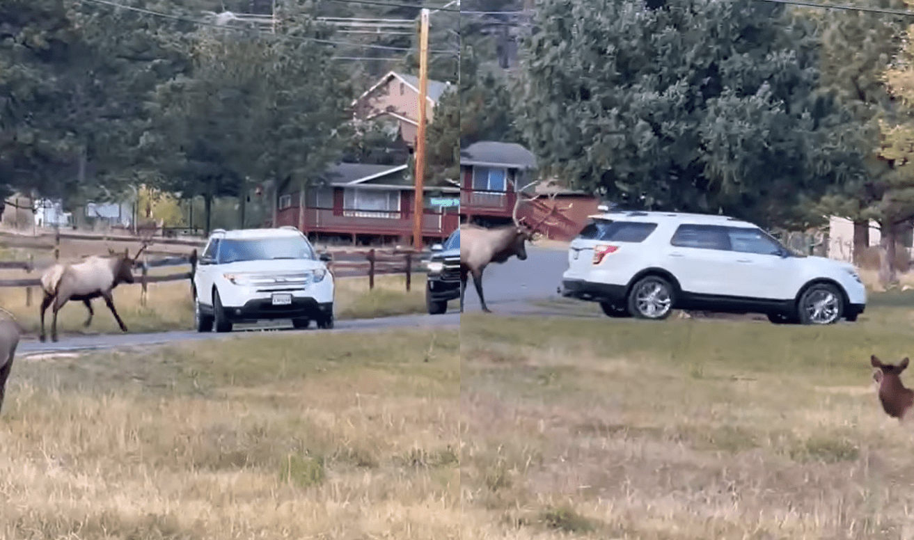 Bull Elk Rams Car Three Times, Smashes Out Rear Windshield To Protect ...