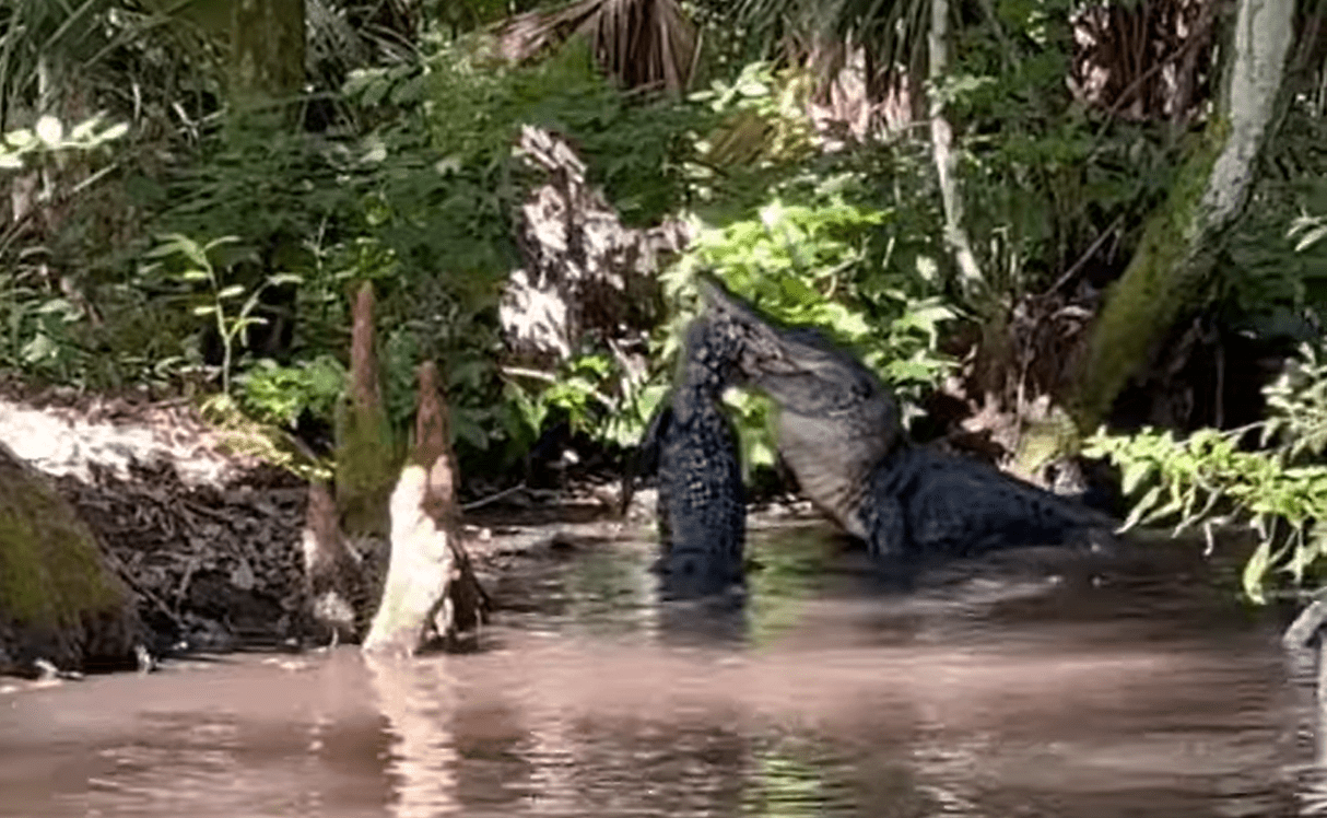 Big Florida Alligator Repeatedly Bashes Smaller Gator Against The ...