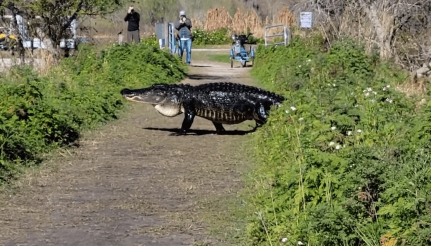 12-Foot Alligator Nicknamed “Fabio” Wandering Around Florida Looks Like ...