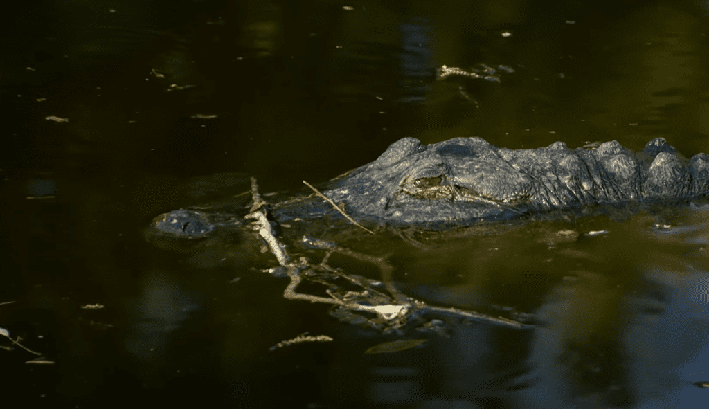 Genius Alligator Lures Bird In With A Stick & Perfectly Times Its Chomp ...