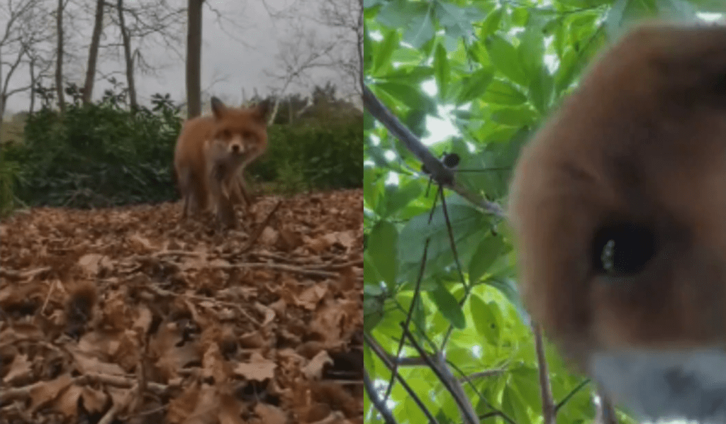 “Can’t Believe That Just Happened” – Fox Runs Off With Rescue Worker’s ...