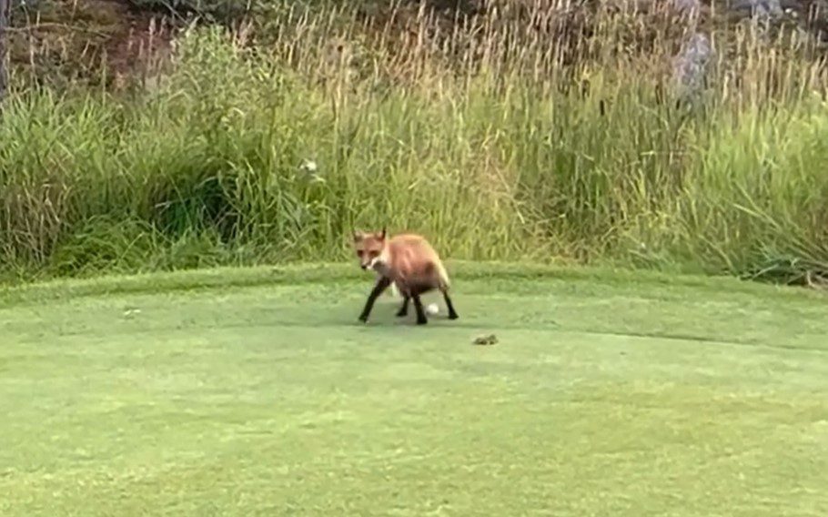 Golfer Can’t Believe His Eyes When Fox Takes A Leak Right On His Golf ...