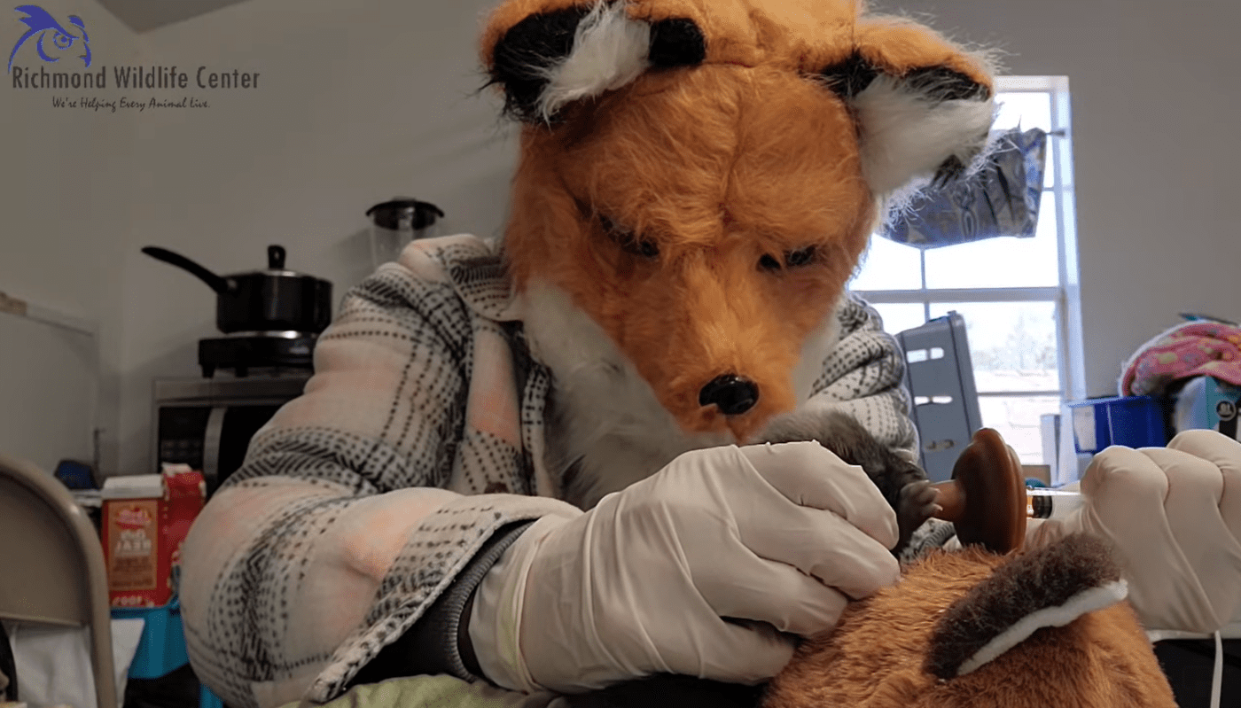 Wildlife Center Workers Wear Fox Masks To Feed Baby Red Foxes & It’s As ...