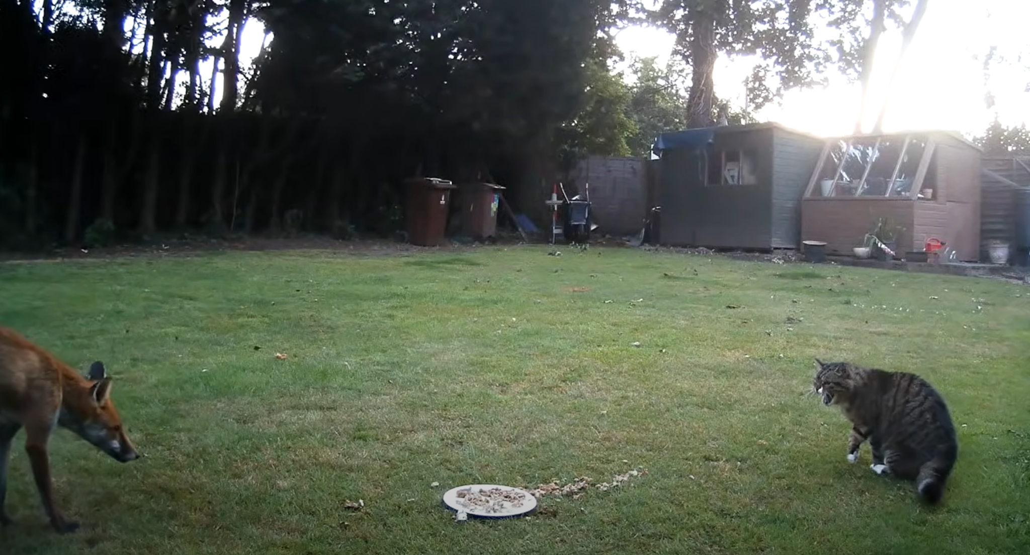 Red Fox Tries To Steal Food From A House Cat, But The Cat Had Other ...