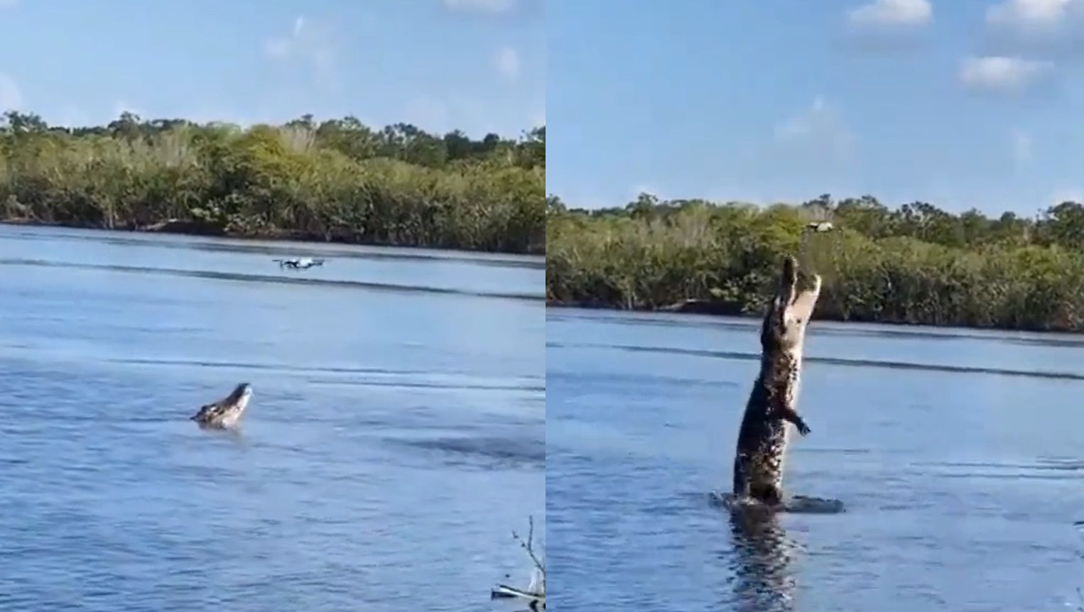 Caiman Bursts Out Of Water To Try & Chomp Low Flying Drone | Whiskey Riff