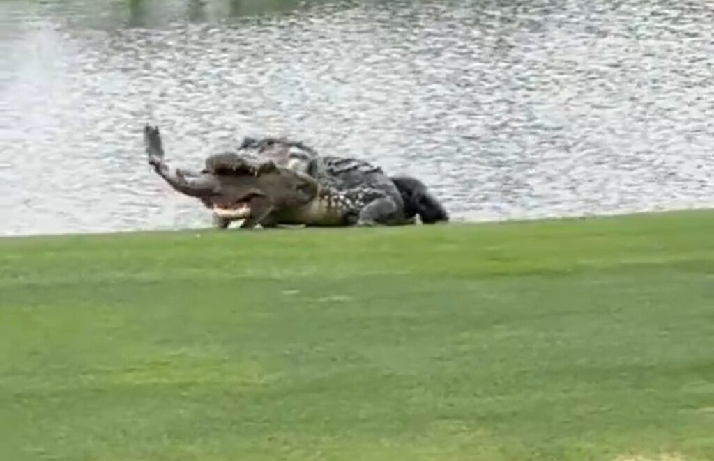 Alligator Emerges From Florida Golf Course Pond With Big Ol ...