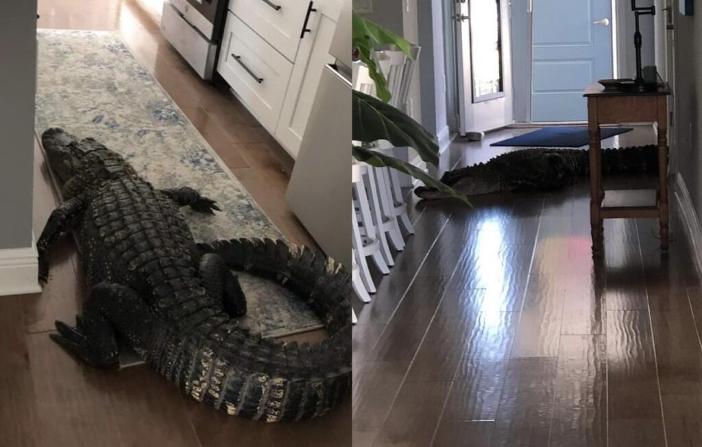 Florida Woman Watching TV Hears A Noise & Finds An 8-Foot Alligator In ...