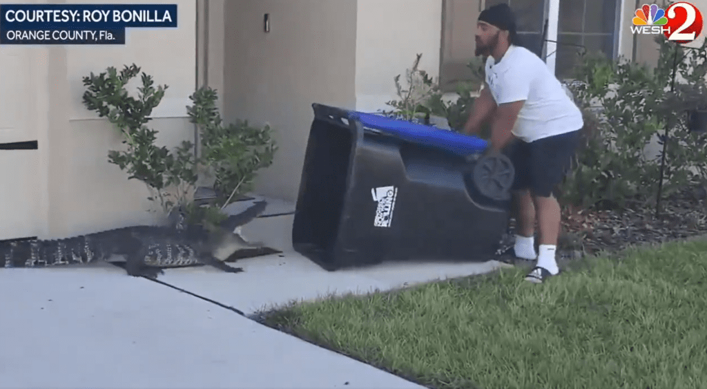 Florida Man Gets Creative Capturing An Alligator With A Garbage Can In ...