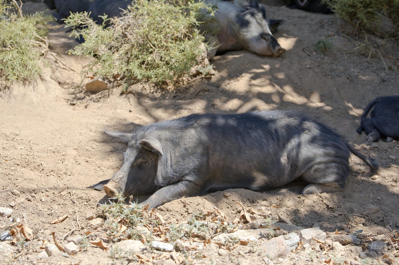 Feral Hog Steals 18 Beers, Gets Drunk And Starts A Fight With A Cow ...
