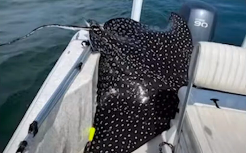 400-Pound Spotted Eagle Ray Jumps Onto A Family’s Boat Deep Sea Fishing ...