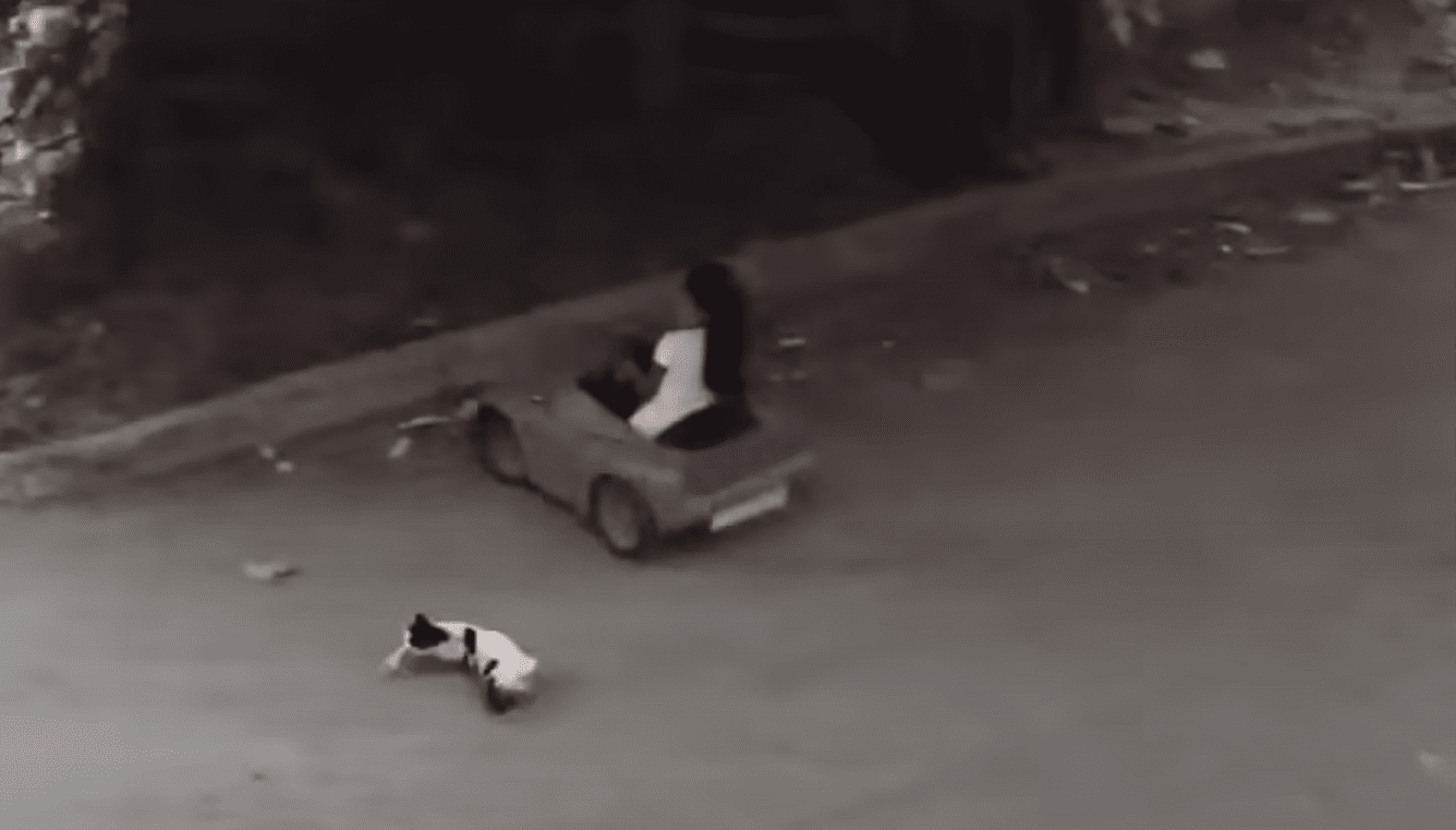 Little Girl Sends Neighborhood Cat Spinning After Clipping It With Her ...