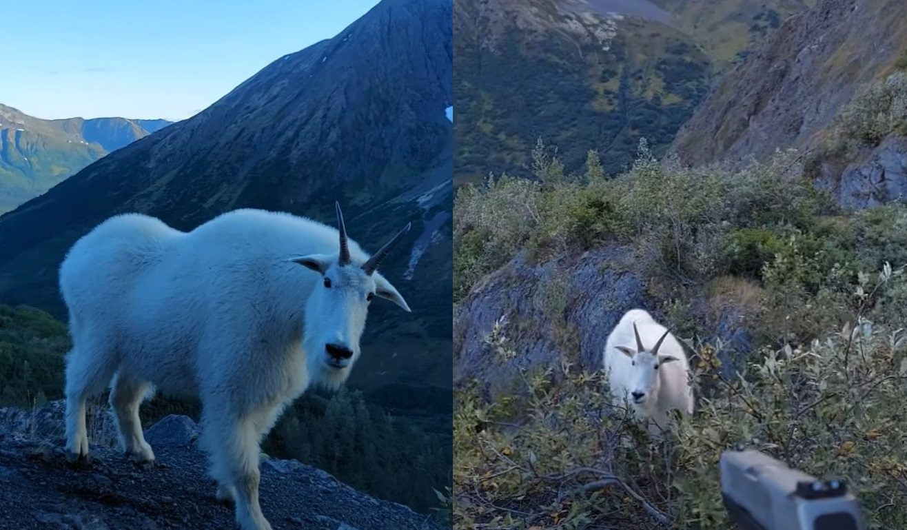 Alaskan Hiker Has Tense Cliffside Standoff With Mountain Goat | Whiskey ...