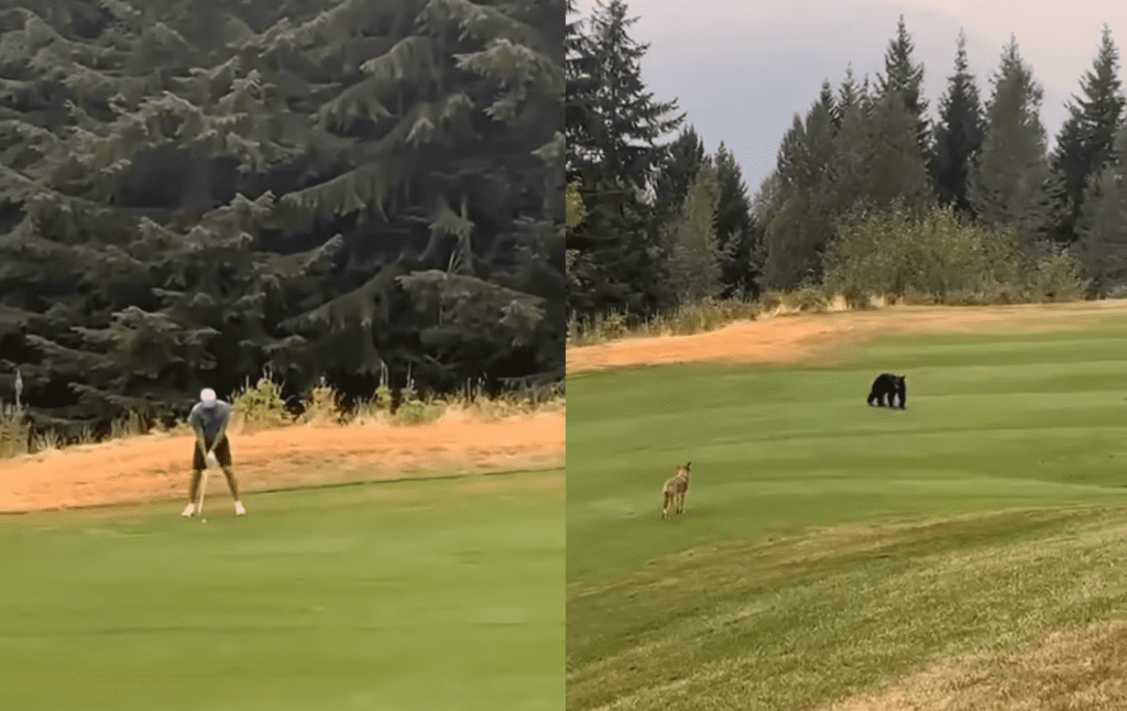 “How Am I Supposed To Hit With That Going On?” – Black Bear Chases ...